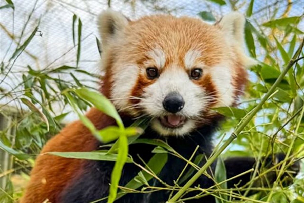 Kleiner Panda „Chenpo“ zurück im Gehege im Zoo Dortmund - Zoofreunde ...