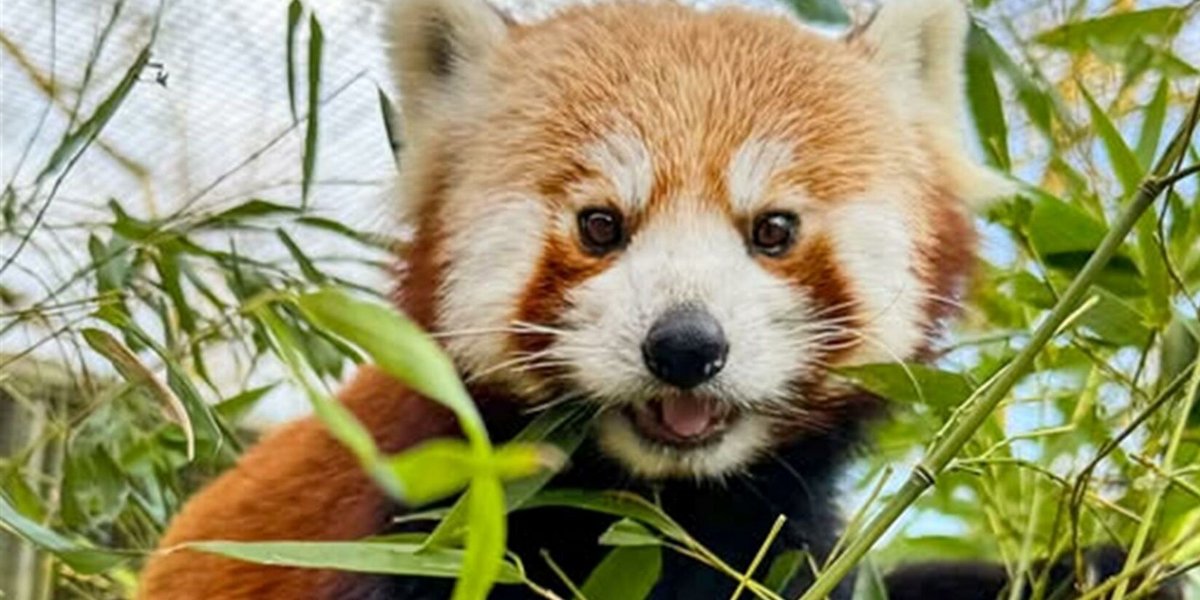 Der Rote Panda Chenpo ist bald wieder zu sehen - Zoofreunde Dortmund