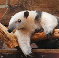 Historie - Zoofreunde Dortmund